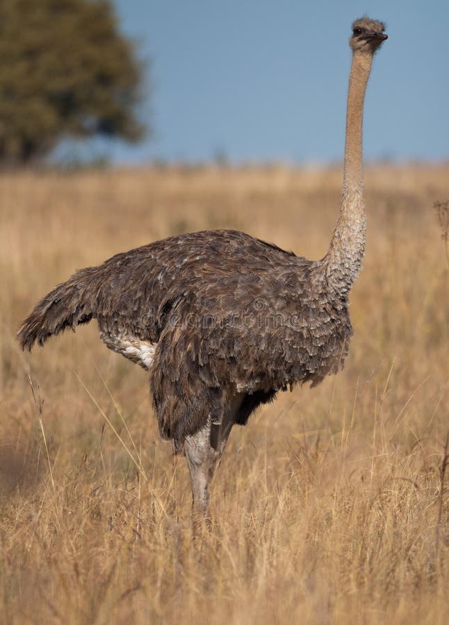 Female ostrich standing stock photo. Image of reserve - 25554276