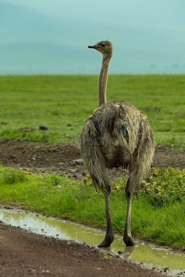 Female ostrich standing stock photo. Image of reserve - 25554276