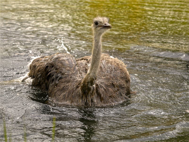 Female Ostrich in water stock image. Image of africa - 217692785