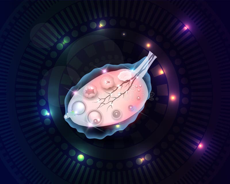 Female Ovary Abstract Background Stock Vector - Illustration of ...