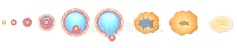 Female ovulation stock vector. Illustration of embryo - 38236373