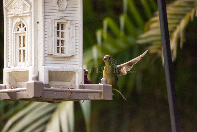 Female Painted Bunting Passerina Ciris Bird on a Bird Feeder Stock ...