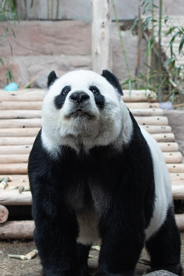Lei Lei, a Female Panda in Fuzhou Zoo, China Stock Photo - Image of ...