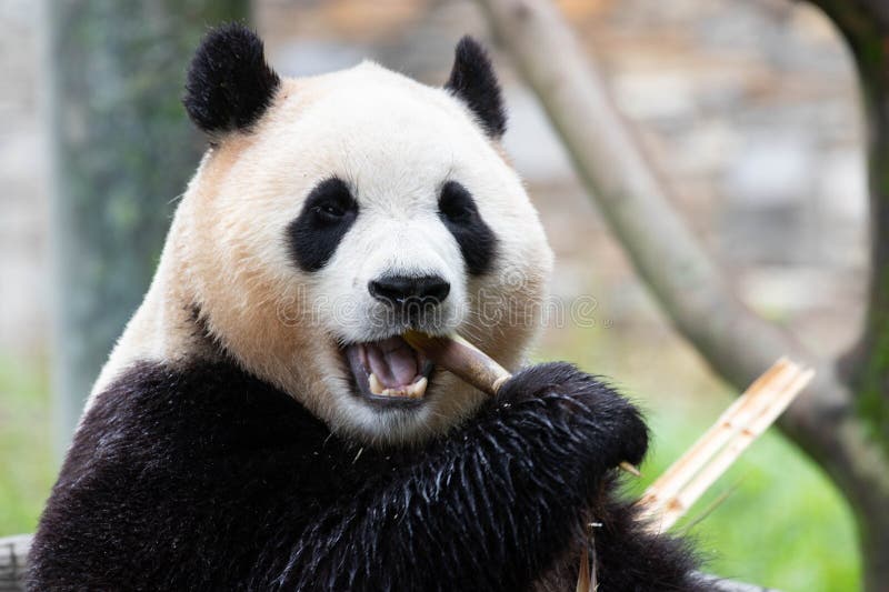 Female Panda Returned from South Korea, Fu Bao Stock Photo - Image of ...