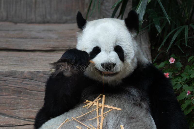 Funny Pose of Panda while Eating Bamboo Stock Photo - Image of bamboo ...