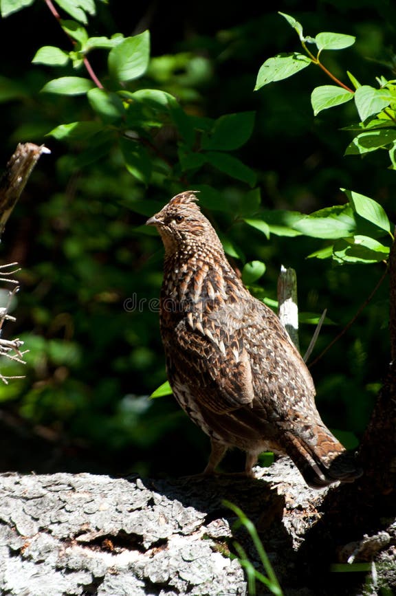 Female partridge stock image. Image of female, plucks - 15009827