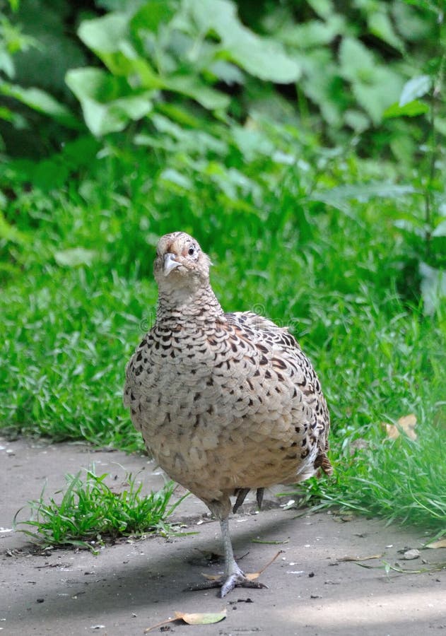 Female partridge stock image. Image of legged, partridge - 49362601