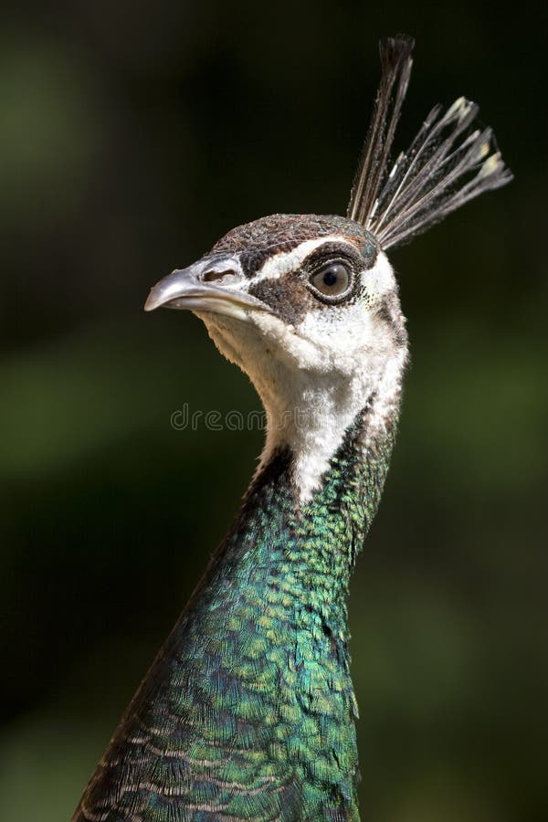 Female Peacock stock photo. Image of peahen, copyspace - 6385484