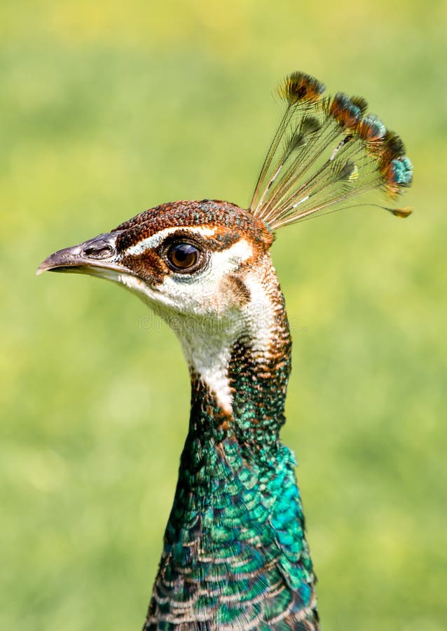 Female Peacock Head Stock Image Image Of Park Fauna 39929985