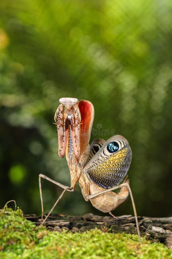 Peacock Praying Mantis