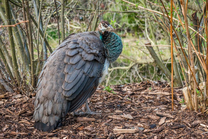 Peafowl Female Peacock Flying Bird Grazing Feeding Wild Animal Stock ...
