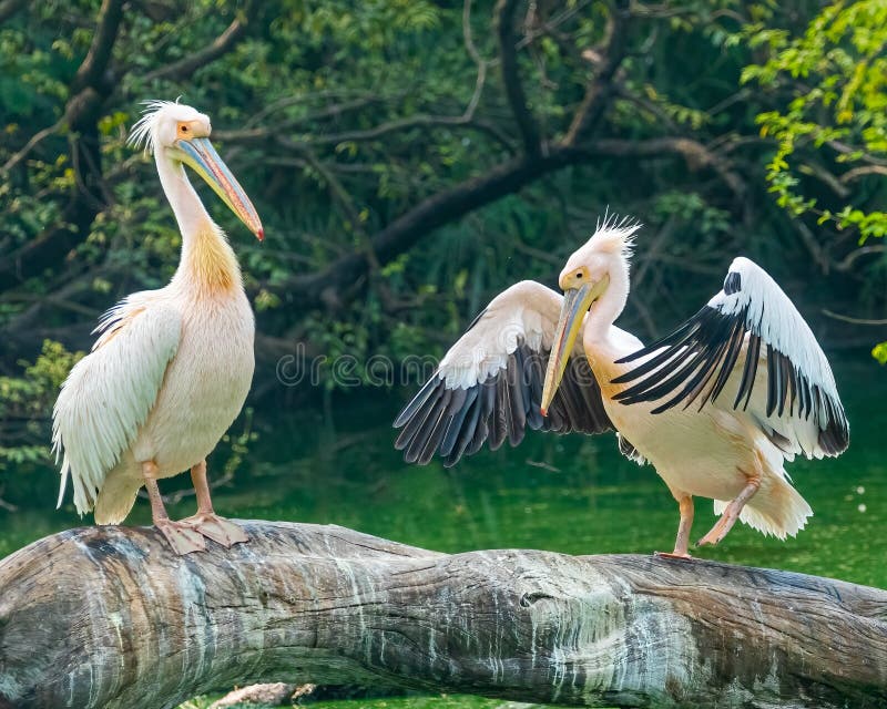 A Female Pelican Dancing for Its Male Stock Image - Image of beak ...