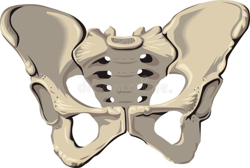 Female pelvis stock vector. Illustration of anatomy, extremity - 31168495