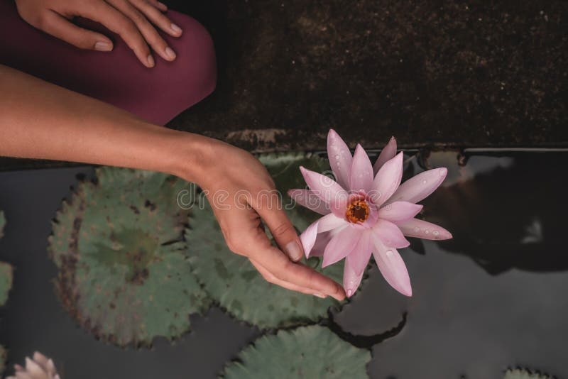 Female Person Touching a Lotus Grown in the Pond in Spring Stock Image ...