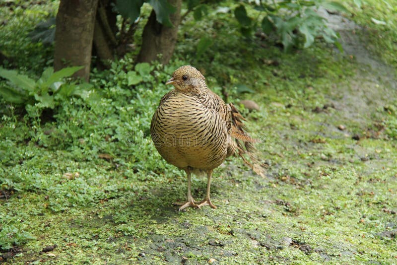 Female Pheasant Bird. stock image. Image of natural, nature - 98368651