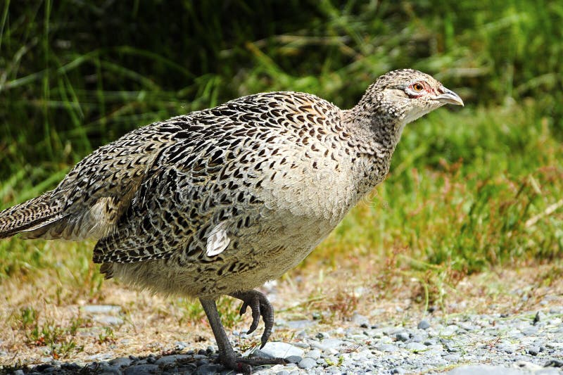 Female Pheasant Looking for Food in the Woods Stock Image - Image of ...