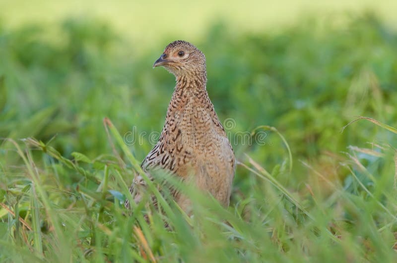 Female pheasant stock photo. Image of beak, animal, feather - 39884614
