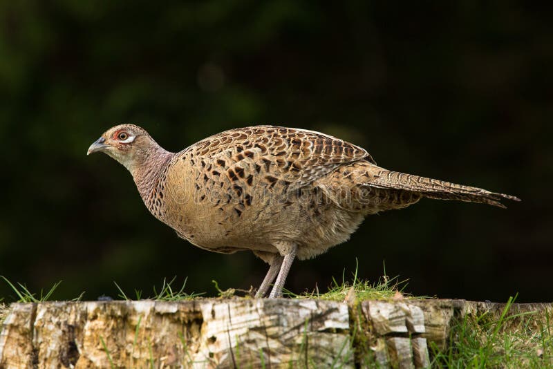 Female Pheasant Looking for Food in the Woods Stock Image - Image of ...