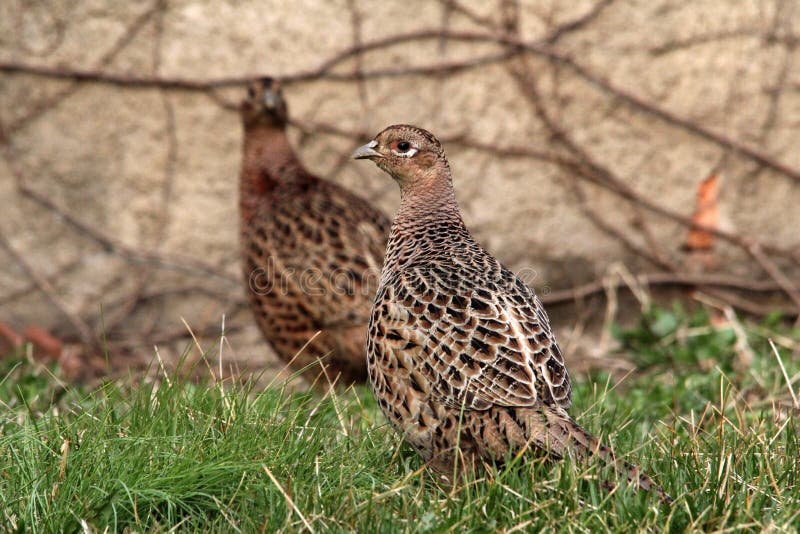 Female pheasants stock photo. Image of wildlife, outdoor - 25168252