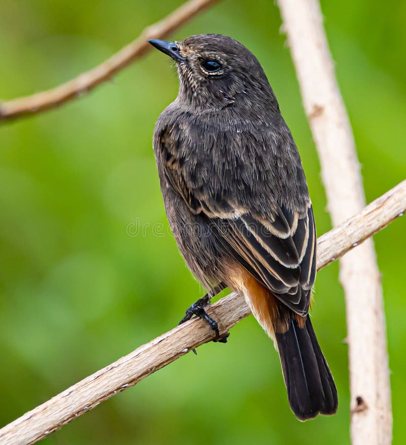Female Pied bushcat stock photo. Image of bushcat, pied - 199164394