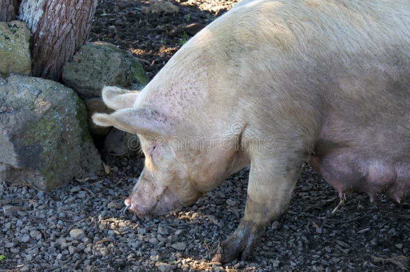 Female pig eating grass stock photo. Image of intelligence - 97060350