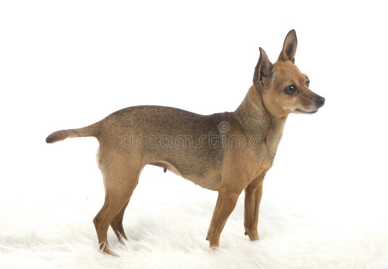 Male Pincher Toy Dog Stock Photos - Free & Royalty-Free Stock Photos ...