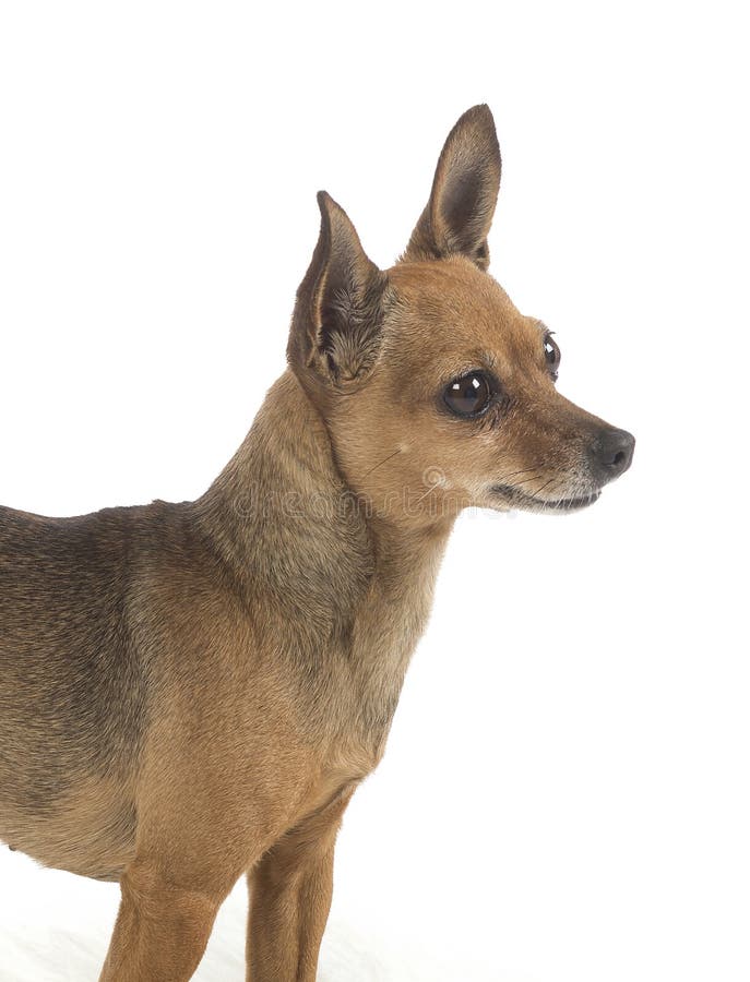 Male Pincher Toy Dog Photos - Free & Royalty-Free Stock Photos from ...