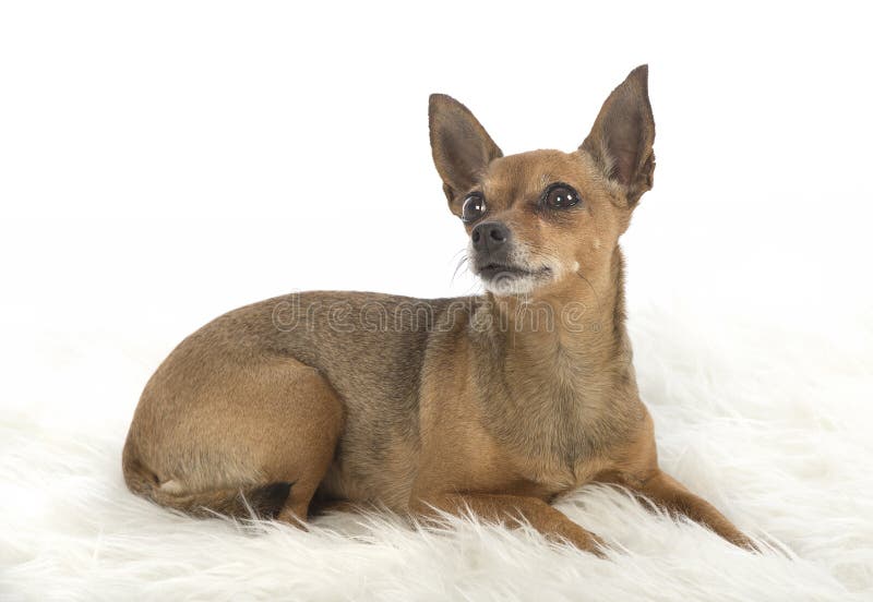 Male Pincher Toy Dog Stock Photos - Free & Royalty-Free Stock Photos ...