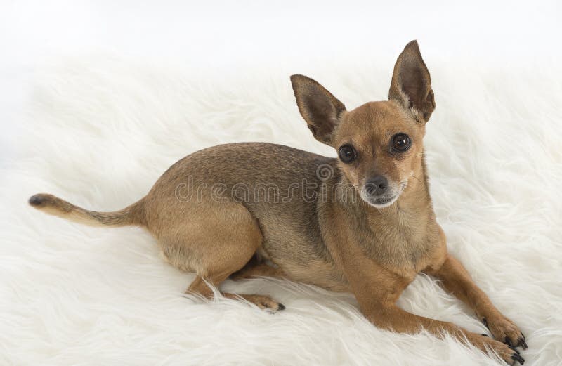 Male Pincher Toy Dog Photos - Free & Royalty-Free Stock Photos from ...
