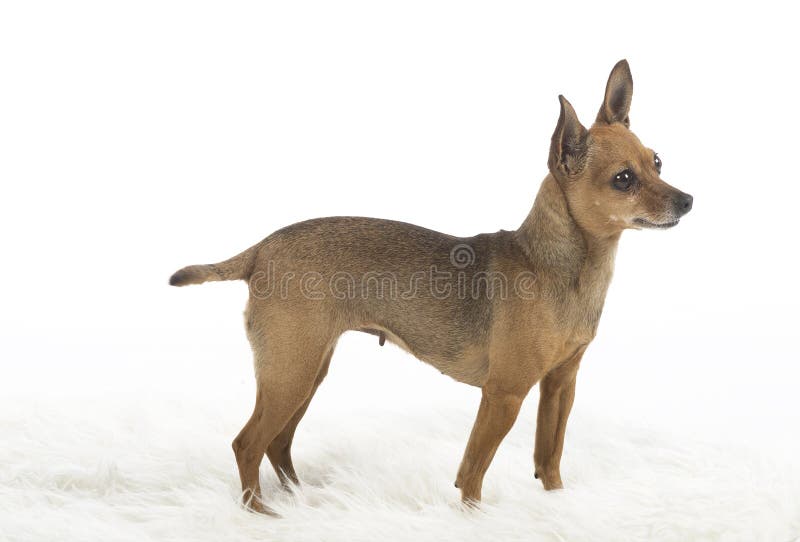 Male Pincher Toy Dog Stock Photos - Free & Royalty-Free Stock Photos ...