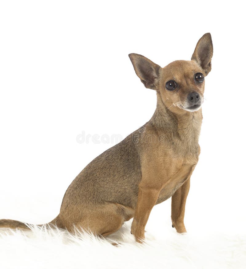 Male Pincher Toy Dog Photos - Free & Royalty-Free Stock Photos from ...