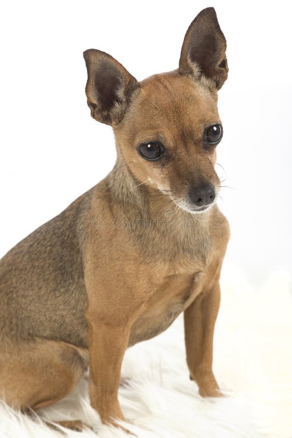 Male Pincher Toy Dog Stock Photos - Free & Royalty-Free Stock Photos ...