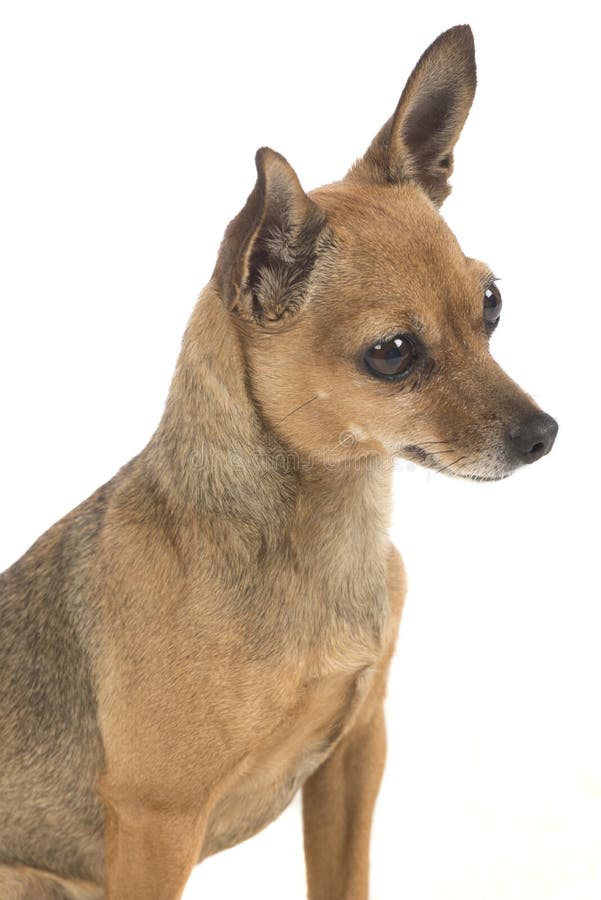 Male Pincher Toy Dog Photos - Free & Royalty-Free Stock Photos from ...