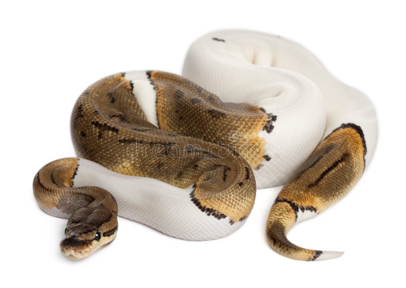 Female Pinstripe Pied Royal Python, Ball Python Stock Photo - Image of ...