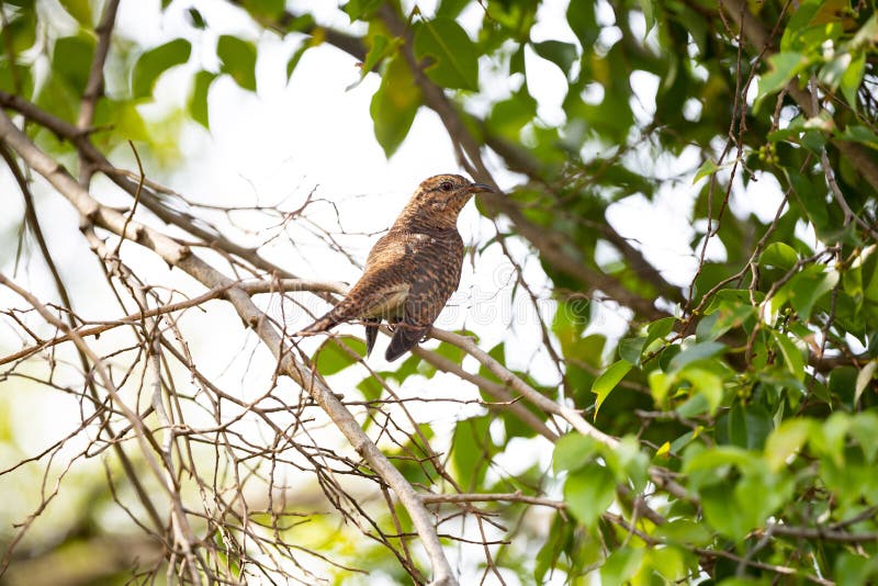 Plaintive Cuckoo stock photo. Image of asia, plaintive - 229769986
