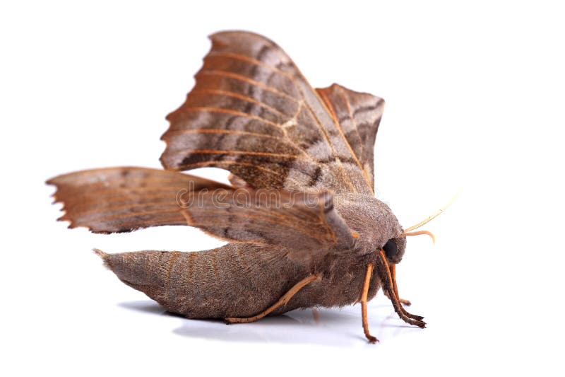 Female of Poplar Hawk-moth (Laothoe Populi) Stock Image - Image of ...