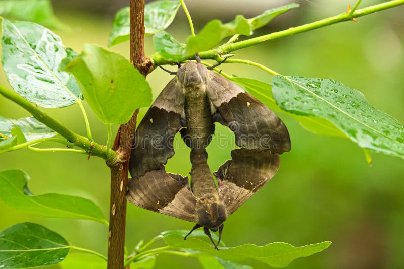A Female Poplar Sphinx Moth Mating with a Male Stock Image - Image of ...