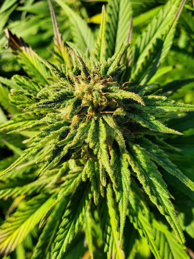 Female pot plant bud stock photo. Image of shrub, spruce - 229055598