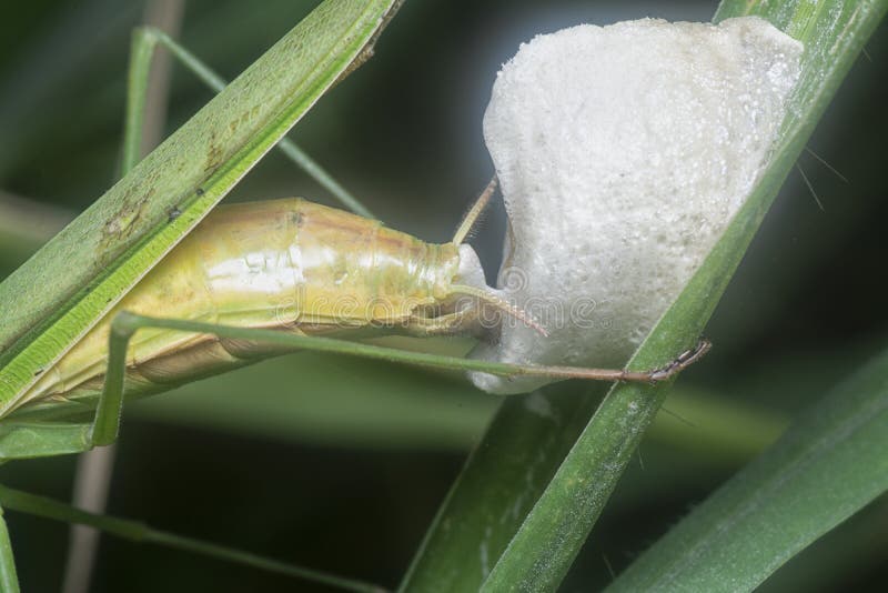 Praying Mantis Egg Sac Stock Photos - Free & Royalty-Free Stock Photos ...