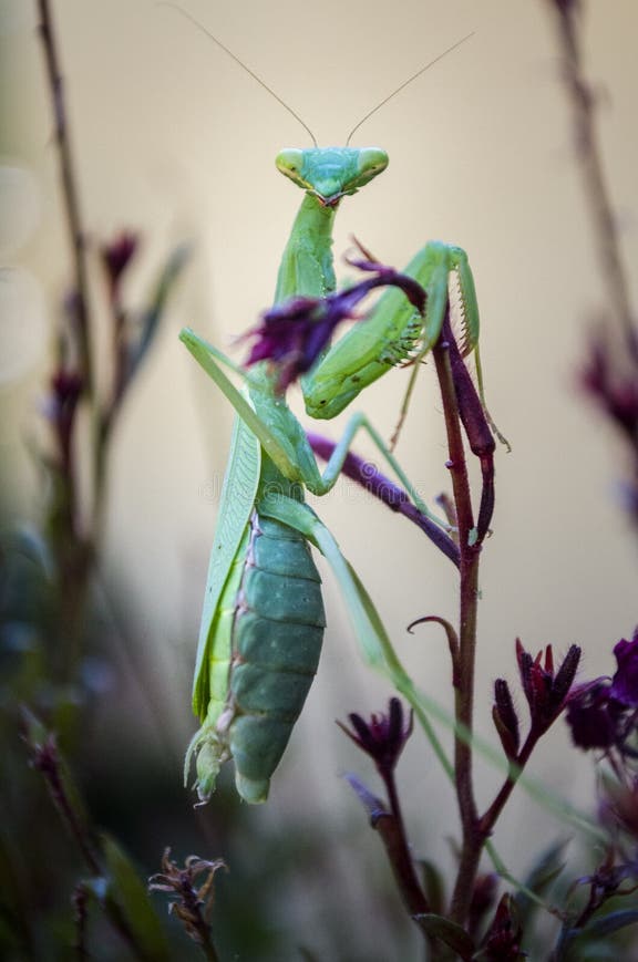 Female Praying Mantis on a Butterfly Bush Stock Photo - Image of ...