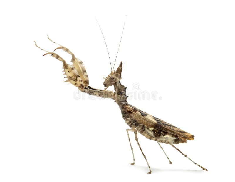 Female Praying Mantis, Ceratomantis Saussurii Stock Image - Image of ...