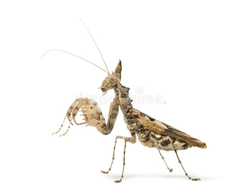 Female Praying Mantis, Ceratomantis Saussurii Stock Photo - Image of ...