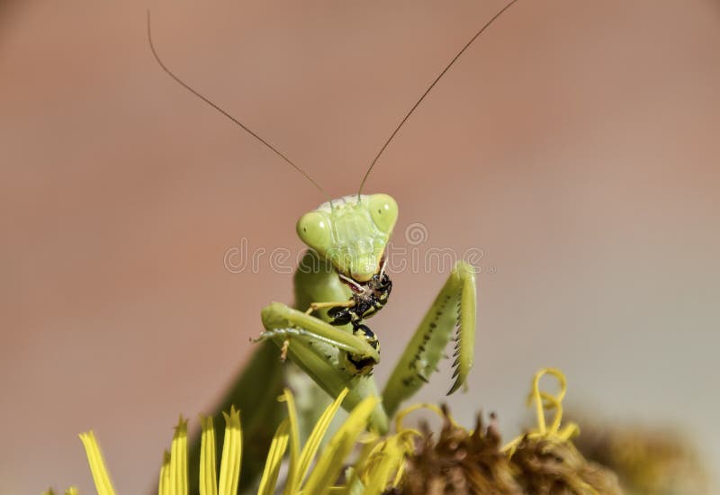 The Female Praying Mantis Devouring Wasp Stock Photo - Image of animal ...
