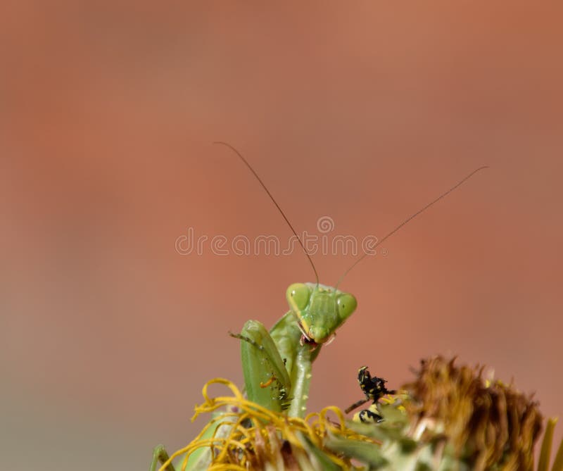 The Female Praying Mantis Devouring Wasp Stock Image - Image of ...
