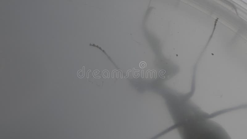 FEMALE Praying Mantis on a Microscope Slide. Biology. the Study of ...