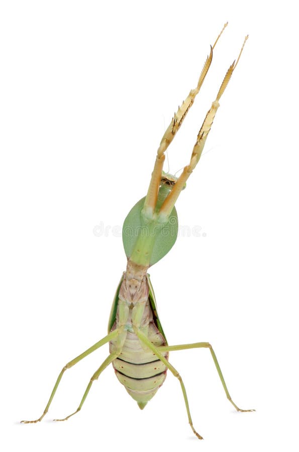 Female Praying Mantis, Rhombodera Basalis Stock Photo - Image of animal ...
