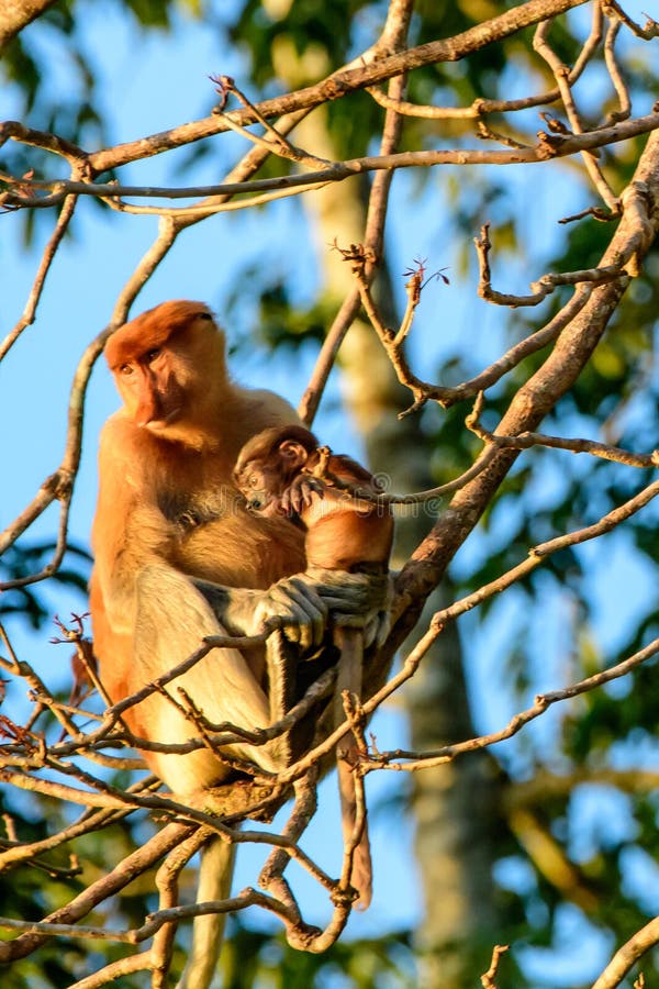 Female Proboscis Monkey with Her Baby Stock Photo - Image of baby ...