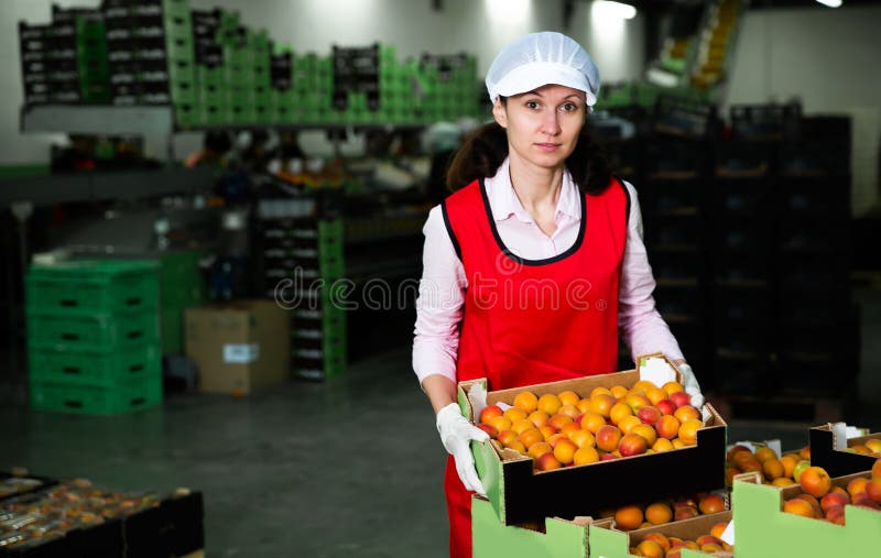 Female in Process of Sorting and Packaging Apricots Stock Photo - Image ...