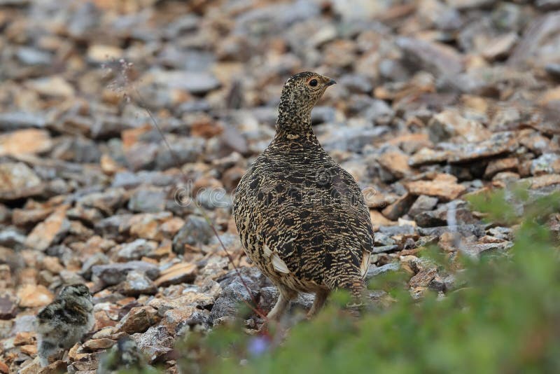 A Female Ptarmigan and Chicks Iceland Stock Photo - Image of outdoor ...