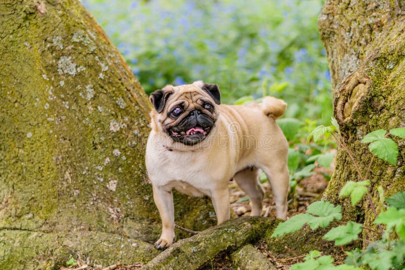 Female Pug at the Park stock photo. Image of green, canine - 55809726